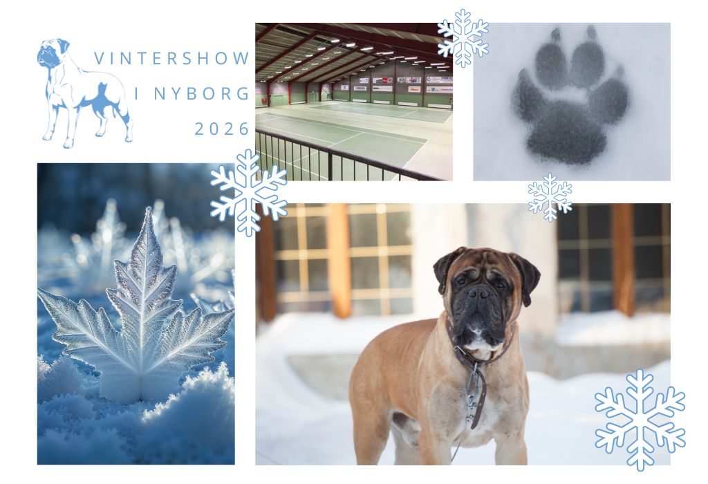 CAC klubudstilling Nyborg - Dag 1 - Dansk Bullmastiff Klub